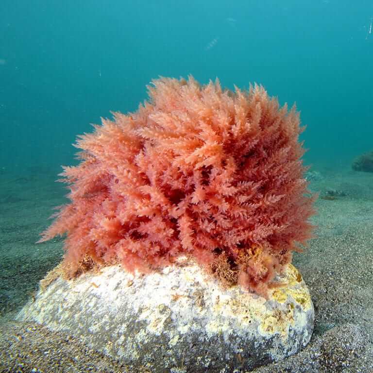 Astaxanthin: 9 Little-Known Health and Anti-Aging Benefits