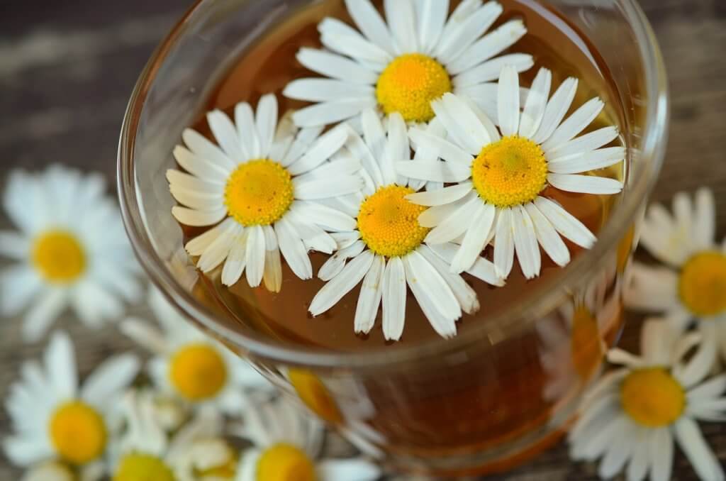 13 Outstanding Health Benefits of German Chamomile - The Art of Anti-Aging