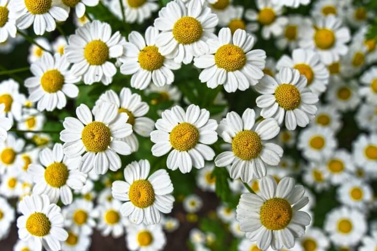 13 Outstanding Health Benefits of German Chamomile - The Art of Anti-Aging