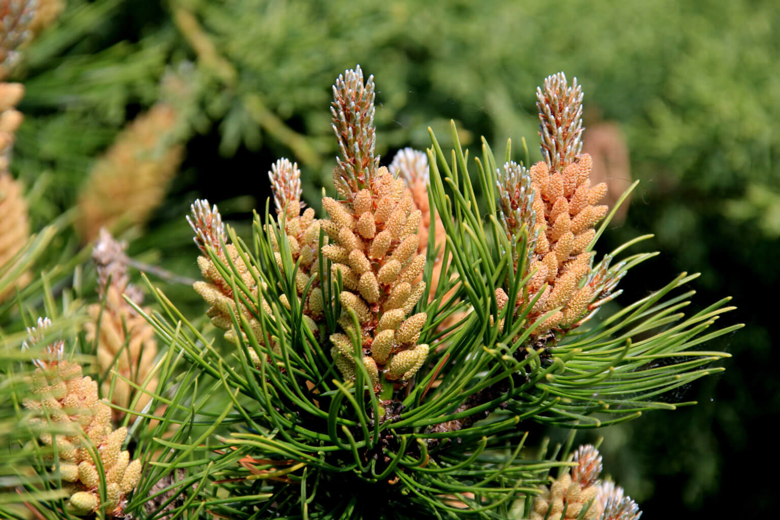The Incredible Superfood You’ve Never Heard Of: Pine Pollen - The Art ...