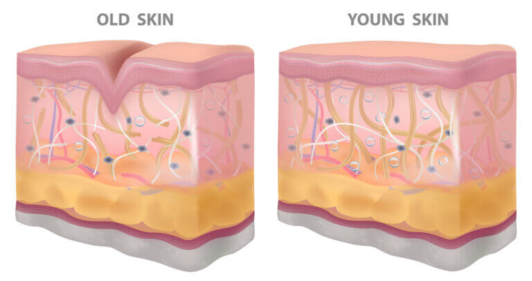 Importance of Elastin & Top Steps to Support Your Skin's Elasticity ...