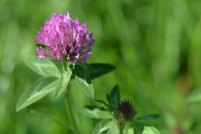 The 11 Healthiest (& Edible) Weeds in Your Backyard - The Art of Anti-Aging