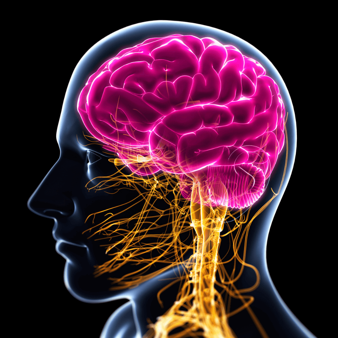 Strength Training Over 50: Optimizing Functional Strength for Longevity ...