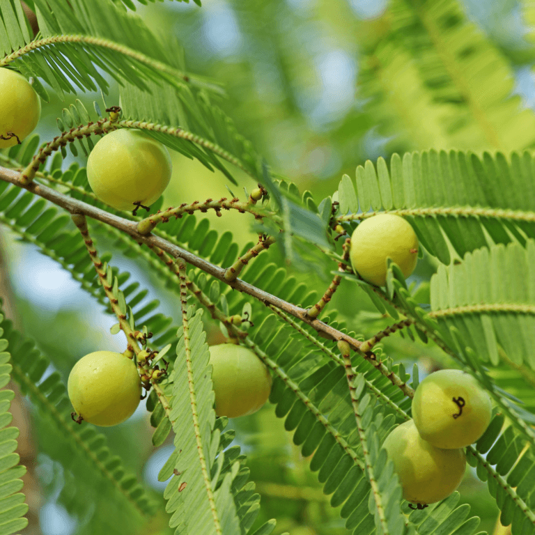7 Benefits of Consuming Indian Gooseberry (Amla) - The Art of Anti-Aging