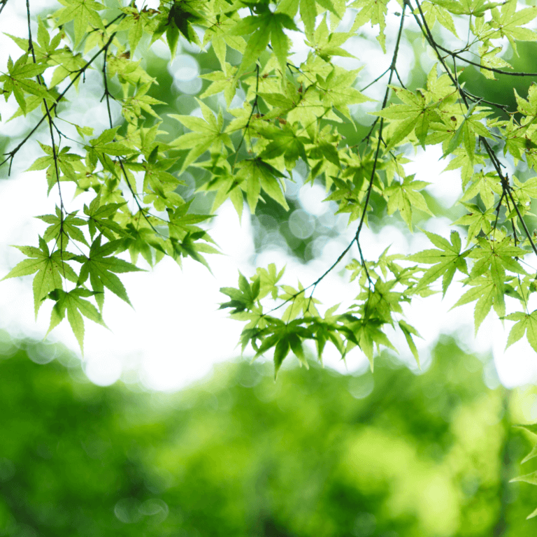 Maple Leaf Extract Benefits for Age Spots - The Art of Anti-Aging