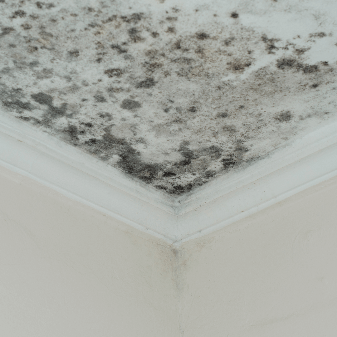 9 Symptoms of Mold Exposure + How to Protect Yourself - The Art of Anti ...