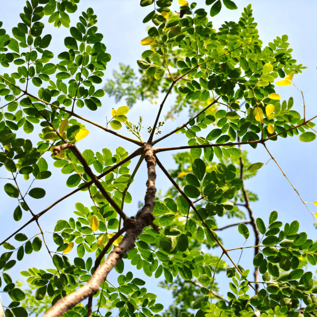 Moringa: Nature's Best Herb for Energy and Focus - The Art of Anti-Aging
